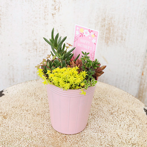 多肉植物 セダム 寄せ植え 2.5号 多年草 育てやすい 強い 丈夫 多肉植物 セダム 寄せ植え 2.5号 多年草 育てやすい 強い 丈夫