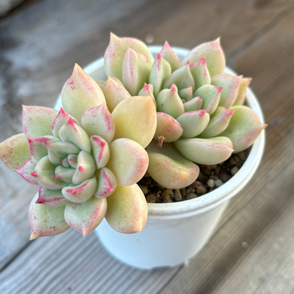 アルジェ 多肉植物 多肉植物 kanomarihome 通販 17766950 アルジェ 多肉植物 多肉植物 kanomarihome 通販 17766950