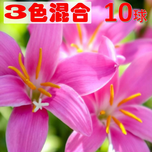 10球混合 ゼフィランサス 球根 可愛い 白 黄色 ピンク桃色 3色 10球混合 ゼフィランサス 球根 可愛い 白 黄色 ピンク桃色 3色