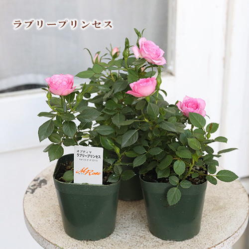 花苗 ミニバラ MIX ピンク パープル イエロー 3号ポット 花苗 ミニバラ MIX ピンク パープル イエロー 3号ポット