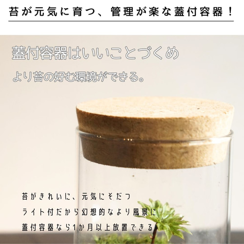 完成品】 苔テラリウム 65mm 石セット ガラスボトルテラリウム 完成品】 苔テラリウム 65mm 石セット ガラスボトルテラリウム
