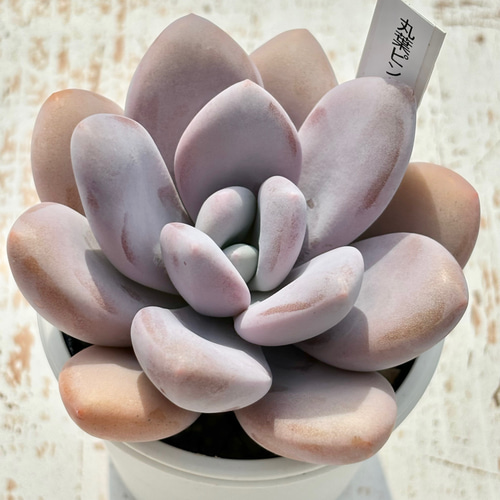 超レア品種!☆丸葉ピンクシフォン(国産)多肉植物 自家繁殖 超レア品種!☆丸葉ピンクシフォン(国産)多肉植物 自家繁殖
