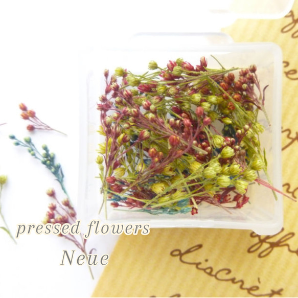 【ドライフラワー】ソリダコ 着色 ♡ 花材 レジン封入 パーツ（ t136 ） その他素材 Neue 通販 17856515｜Creema(クリーマ)