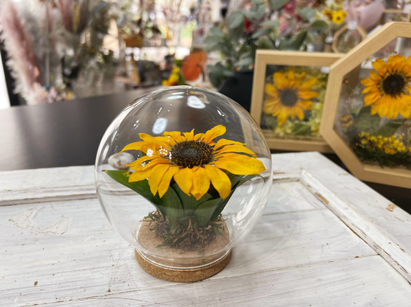 ドライフラワーのひまわりガラスドーム ドライフラワー ortensia(オルテンシア) 通販｜Creema(クリーマ) 17883058