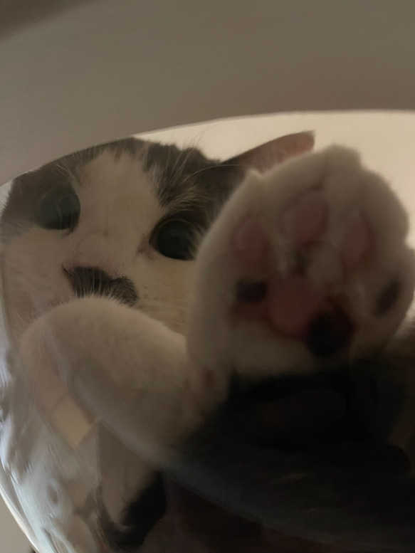 レトロでモダンなオリジナルハンドメイド クリアハーフボウルステップ 誕生！ ハウス・小屋 えふえふこうぼう 通販 17969674 ...