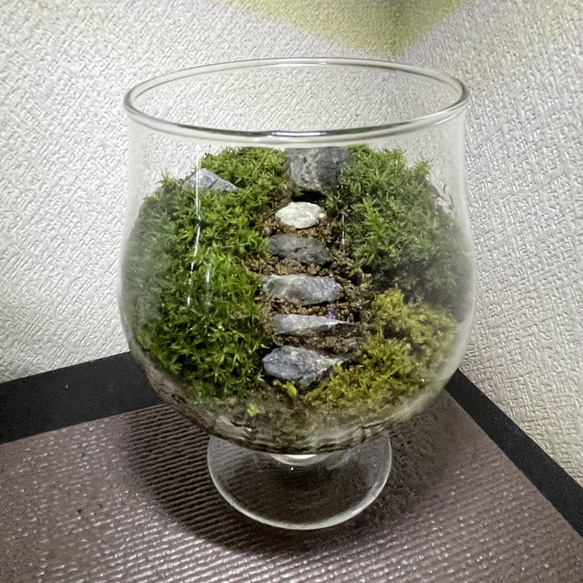 苔テラリウム 苔リウム 盆栽 癒しの観葉植物 Shiina 通販 18009188｜Creema(クリーマ)