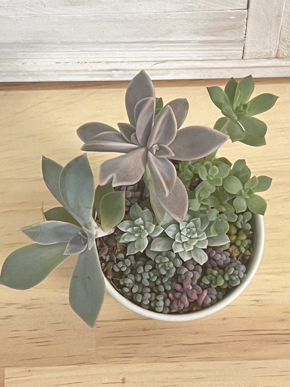 気まぐれ寄せ植え♡⃛多肉植物＊鉢ごと発送 多肉植物 ＊N＊ 通販 18060603｜Creema(クリーマ)