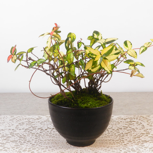 ★ENGEI ichioki★黄金カズラ・ティカカズラ・陶器鉢01★綺麗な黄金葉です★ その他インテリア雑貨 ENGEI ichioki 通販 18129218｜Creema(クリーマ)