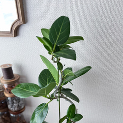 フィカス⚫︎ベンガレンシス⚫︎曲がり⚫︎4号⚫観葉植物 アートフラワー Edera 通販｜Creema(クリーマ) 18129504