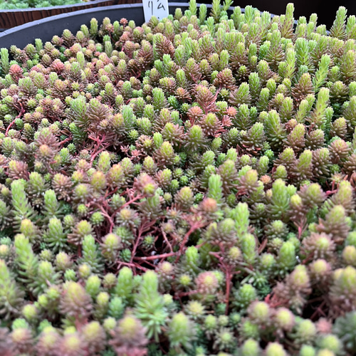 お買い得‼️多肉植物 カット苗 大小盛り合わせセット 多肉植物 お買い得‼️多肉植物 カット苗 大小盛り合わせセット 多肉植物
