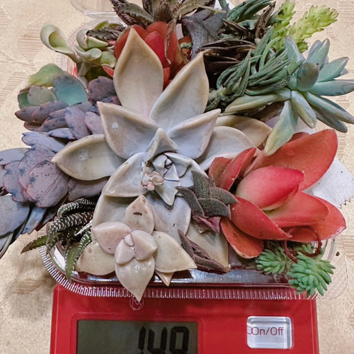 お買い得‼️多肉植物 カット苗 大小盛り合わせセット 多肉植物 お買い得‼️多肉植物 カット苗 大小盛り合わせセット 多肉植物
