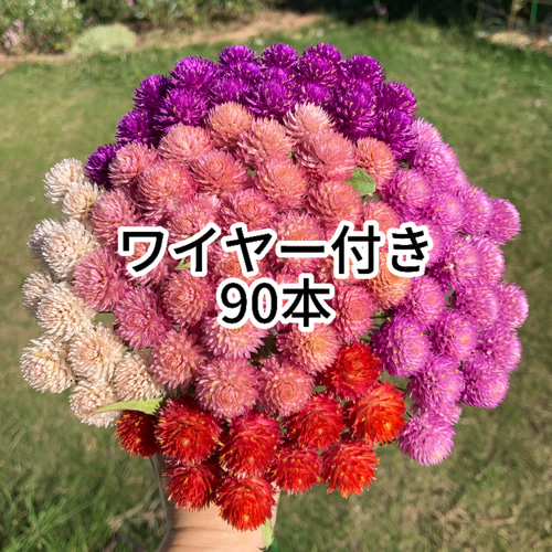 ワイヤー付き千日紅ドライフラワー90本⑧ ドライフラワー Attic ワイヤー付き千日紅ドライフラワー90本⑧ ドライフラワー Attic
