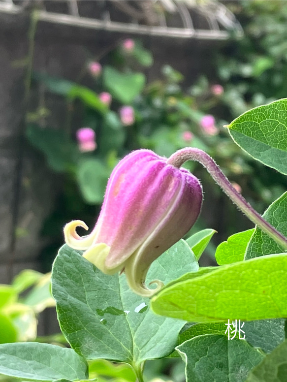 ヴィオルナ系壺型クレマチス10粒 多肉植物 植花夢 通販 18313467 ヴィオルナ系壺型クレマチス10粒 多肉植物 植花夢 通販 18313467