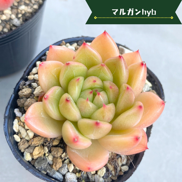 1苗【6cmpot/マルガンhyb】中苗 輸入苗 多肉植物 多肉植物 多肉 1苗【6cmpot/マルガンhyb】中苗 輸入苗 多肉植物 多肉植物 多肉