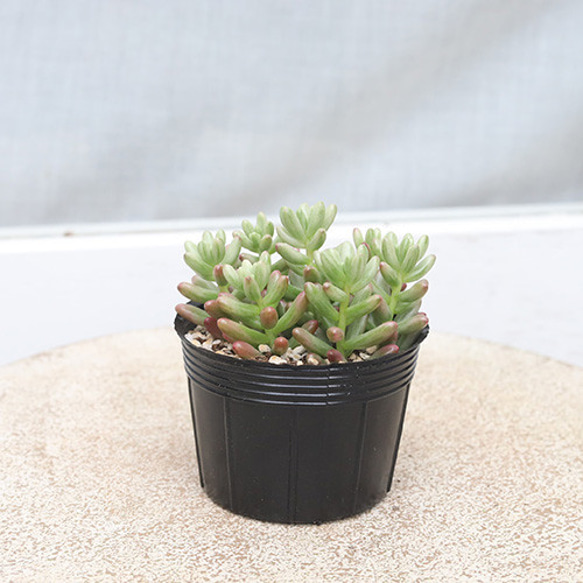 多肉植物 オーロラ セダム 3号 育てやすい 乾燥に強い 丈夫 紅葉する 寄せ植え 鉢植え 庭 室内 その他インテリア雑貨 ...