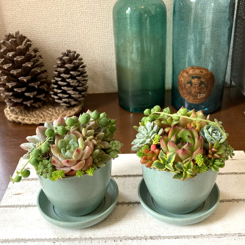 多肉植物寄植え 鉢と鉢皿セット セピアカラー鉢 2鉢の多肉寄せ 多肉植物寄植え 鉢と鉢皿セット セピアカラー鉢 2鉢の多肉寄せ