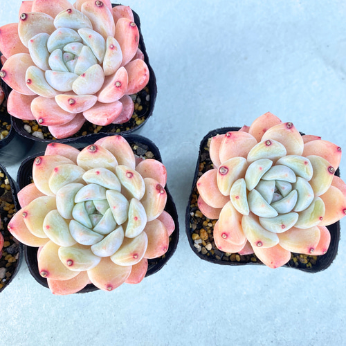 1苗【7.5cmポット/スィックモンローhyb】中苗 輸入苗 多肉植物 1苗【7.5cmポット/スィックモンローhyb】中苗 輸入苗 多肉植物