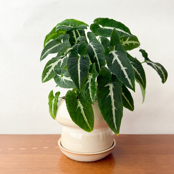 シンゴニウム⚫︎ブラックベルベット⚫︎陶器鉢付き⚫︎観葉植物 アートフラワー Edera 通販｜Creema(クリーマ) 18509151