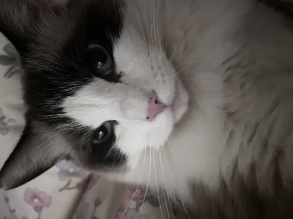 テスト 注文しないでください ヘアクリップ・バナナクリップ Choco&Molly 通販 18565029｜Creema(クリーマ)