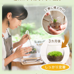 ほっこりクマ_苔の箱庭 キャニスターL《苔テラリウム・コケリウム》 テラリウム 苔むすび 通販 18600668｜Creema(クリーマ)