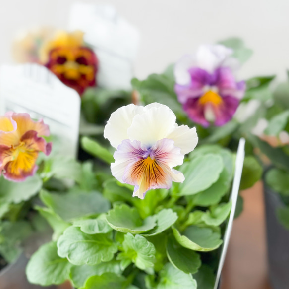 ビオラ⚫︎エンジェルラダー⚫︎3号⚫︎2個セット⚫︎希少⚫︎花鉢⚫︎苗 アートフラワー Edera 通販 18601204｜Creema(クリーマ)