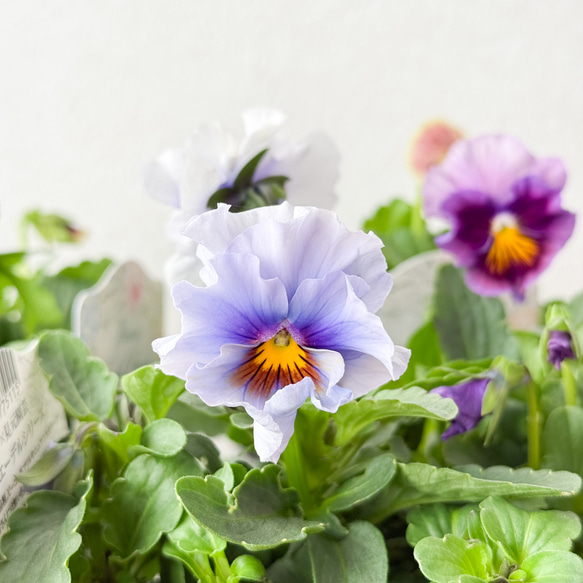 パンジー⚫︎エーデルシリーズ⚫︎3号⚫︎2個セット⚫︎希少⚫︎花鉢⚫︎苗 アートフラワー Edera 通販 18601226｜Creema(クリーマ)