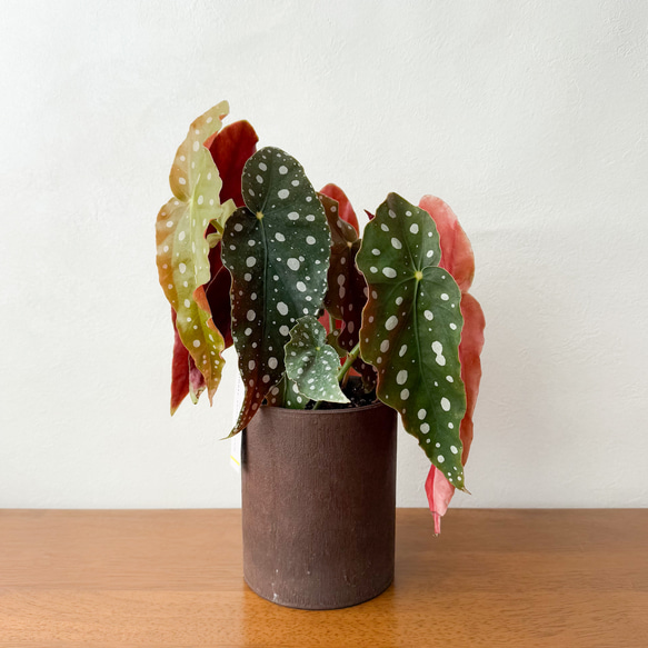 ベゴニア⚫︎マクラータ⚫︎4.5号⚫︎観葉植物 アートフラワー Edera 通販｜Creema(クリーマ) 18604530