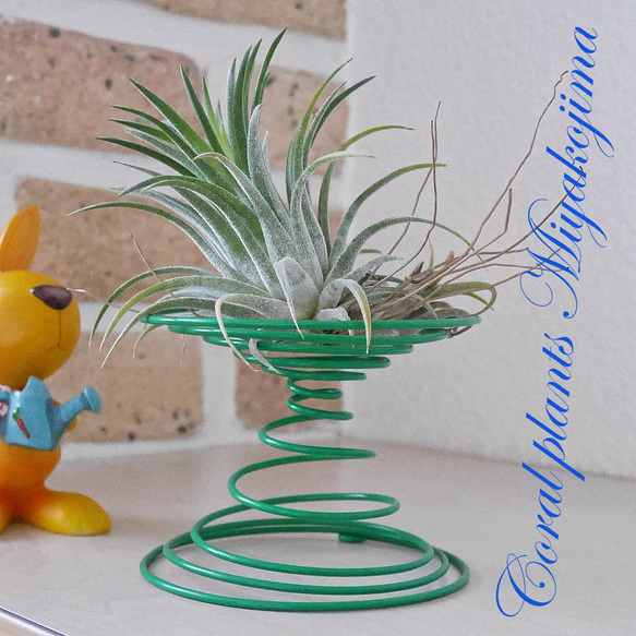 しっかりとしたイオナンタ付き エアープランツホルダー 2way仕様 柔らかいスチール被膜製 グリーンカラーNo.52 ドライフラワー コーラル ...