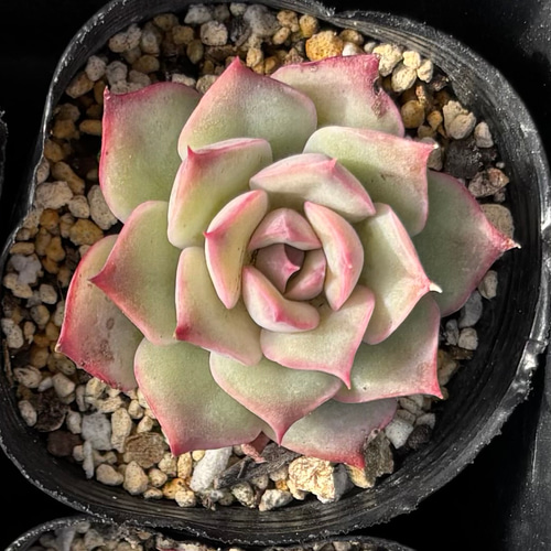 色落ち特価❣️多肉植物 エケベリア 中心ジャム系 紫柘榴 抜き苗 色落ち特価❣️多肉植物 エケベリア 中心ジャム系 紫柘榴 抜き苗