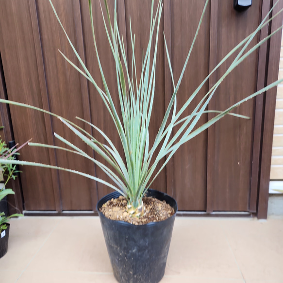 ダシリリオン 大きめポット苗 ドライガーデン ロックガーデン 盆栽 fleurir フルリール 通販 19119176｜Creema(クリーマ)