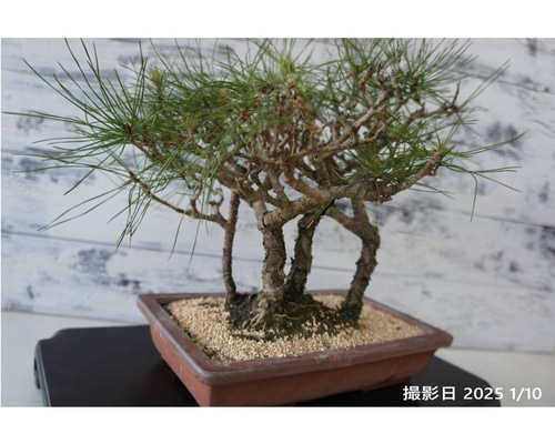 盆栽 『赤松』 和風 インテリア 園芸 おしゃれ 雑貨 オブジェ 盆栽 『赤松』 和風 インテリア 園芸 おしゃれ 雑貨 オブジェ