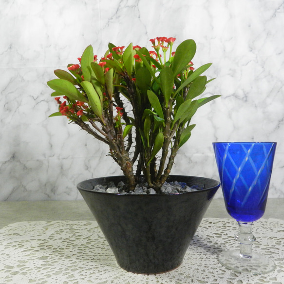 ★ENGEI ichioki★花麒麟・ハナキリン・陶器鉢02 多肉植物・観葉植物 その他インテリア雑貨 ENGEI ichioki 通販 ...