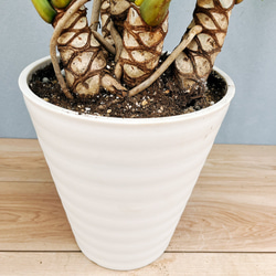 [現品]☆再入荷☆ 35番 フィロデンドロン ジャイアントザナドゥ 幹上がり 8号 観葉植物 室内 大型 レア 人気 その他インテリア雑貨 ...