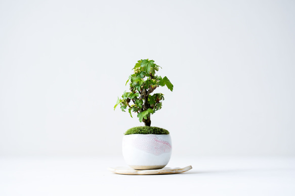 ヤブサンザシ｜桜流れのうつわ 盆栽 Sekibokka 通販 19181824｜Creema(クリーマ)