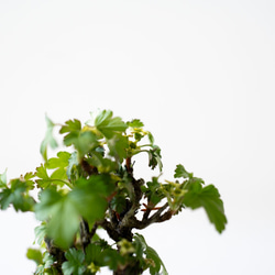 ヤブサンザシ｜桜流れのうつわ 盆栽 Sekibokka 通販 19181824｜Creema(クリーマ)