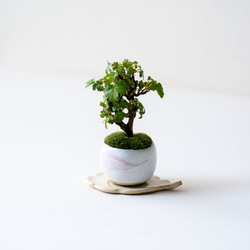 ヤブサンザシ｜桜流れのうつわ 盆栽 Sekibokka 通販 19181824｜Creema(クリーマ)