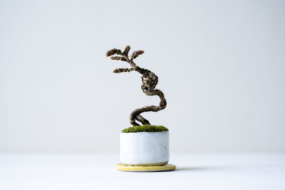 フジ｜桜吹雪のうつわ 盆栽 Sekibokka 通販 19181867｜Creema(クリーマ)