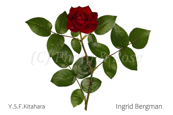 バラのポストカード イングリッド・バーグマン ポストカード alshain 通販 19206690｜Creema(クリーマ)
