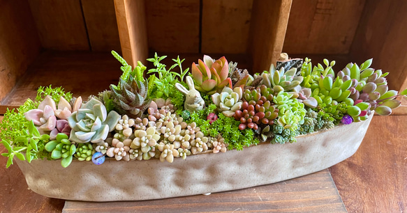 再々…販＊『ココニイルヨ＊うさきちver.』 多肉植物 寄せ植え＊箱庭仕立て＊寄植え＊母の日＊父の日＊プレゼント＊タニク 多肉植物 ぷりゅ ...