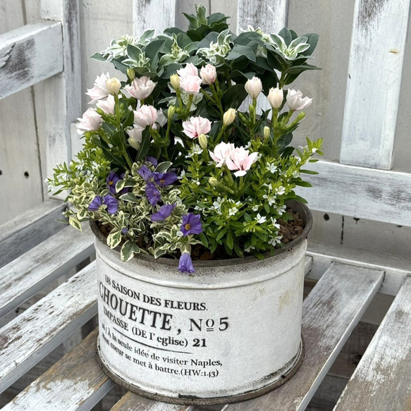 「八重咲きニチニチソウ」メインのナチュラル寄せ植え※寄せ植え完成品 鉢花 ガーデニング 寄せ植え グリーン 日々草 アートフラワー ...