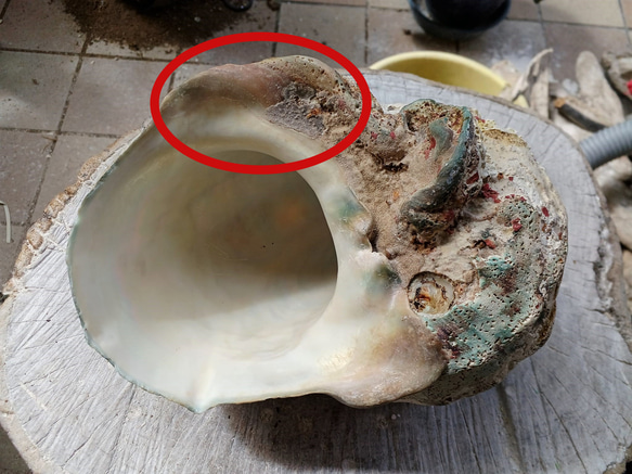 沖縄産夜光貝 穴なしパーツ オーバル型 9㎜厚 その他アクセサリー happymarin 通販 19330002｜Creema(クリーマ)