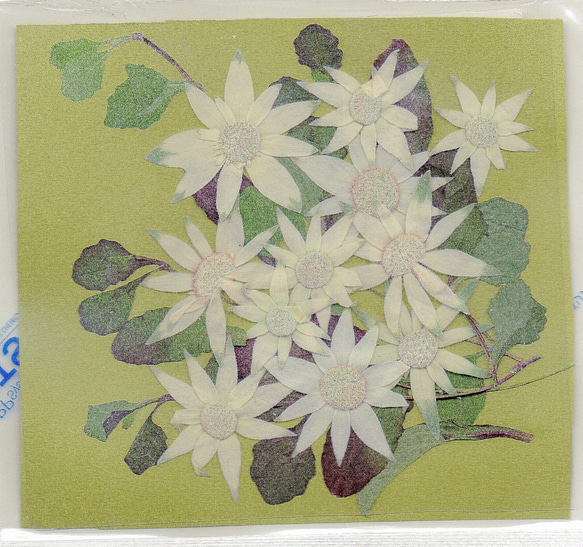 押し花 花材 フランネルフラワー 綺麗なフランネルフラワーです その他素材 シャーリーママ 通販 19330730｜Creema(クリーマ)