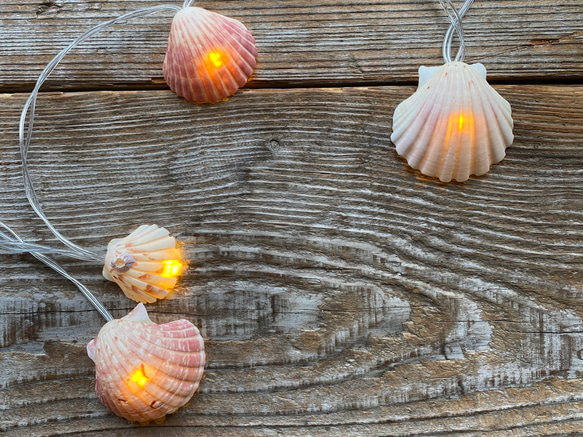 貝がらのライト♦イタヤガイたち スタンドライト・テーブルランプ organic gipsy 通販 19354133｜Creema(クリーマ)