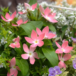 「さくらんぼチーク」のキュート＆爽やか寄せ植え※寄せ植え完成品 鉢花 ガーデニング 寄せ植え グリーン 日々草 アートフラワー ガーデニング ...