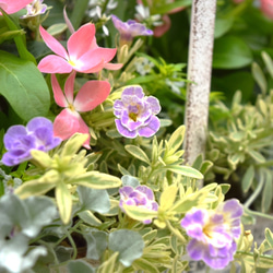 「さくらんぼチーク」のキュート＆爽やか寄せ植え※寄せ植え完成品 鉢花 ガーデニング 寄せ植え グリーン 日々草 アートフラワー ガーデニング ...