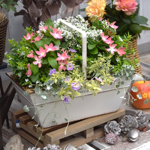 「さくらんぼチーク」のキュート＆爽やか寄せ植え※寄せ植え完成品 鉢花 ガーデニング 寄せ植え グリーン 日々草 アートフラワー ガーデニング ...