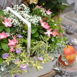 「さくらんぼチーク」のキュート＆爽やか寄せ植え※寄せ植え完成品 鉢花 ガーデニング 寄せ植え グリーン 日々草 アートフラワー ガーデニング ...