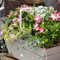 「さくらんぼチーク」のキュート＆爽やか寄せ植え※寄せ植え完成品 鉢花 ガーデニング 寄せ植え グリーン 日々草 アートフラワー ガーデニング ...