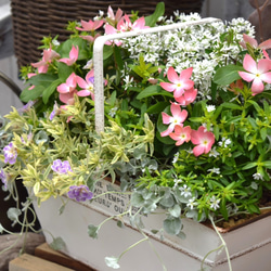 「さくらんぼチーク」のキュート＆爽やか寄せ植え※寄せ植え完成品 鉢花 ガーデニング 寄せ植え グリーン 日々草 アートフラワー ガーデニング ...