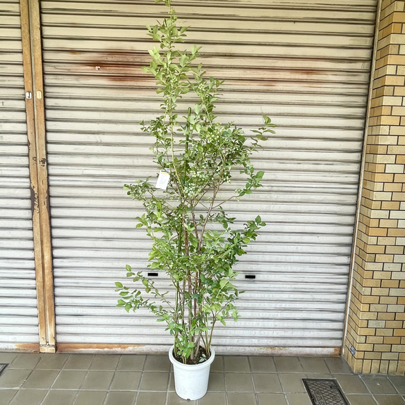 実付きブルーベリー大株（オースティン）7号鉢／高さ約170cm その他インテリア雑貨 PLANTS SHOP OLIVE 通販 ...